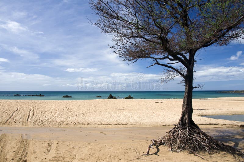 Dancing Tree on the Sandy Beach of Lake Hovsgol, Mongolia Stock Photo ...
