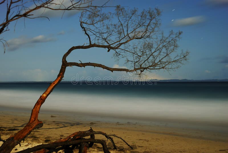 Tree on a beach stock image. Image of waves, lapse, dead - 14314699