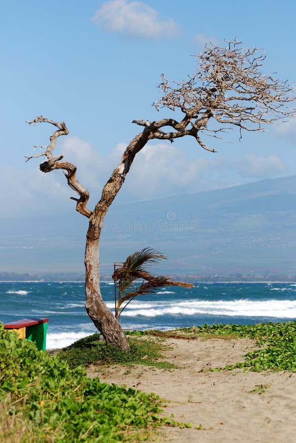 Tree by the Beach stock image. Image of resist, wind, yellow - 2314785