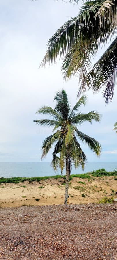 Tree and beach stock image. Image of beach, tree, caribbean - 241371959