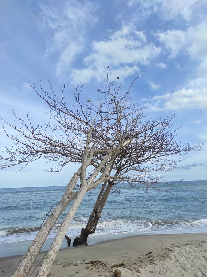 Tree and beach stock photo. Image of sand, beach, tree - 268092684