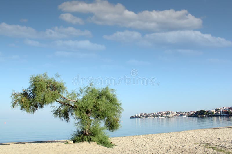 Tree on a beach stock image. Image of building, tree - 28568681