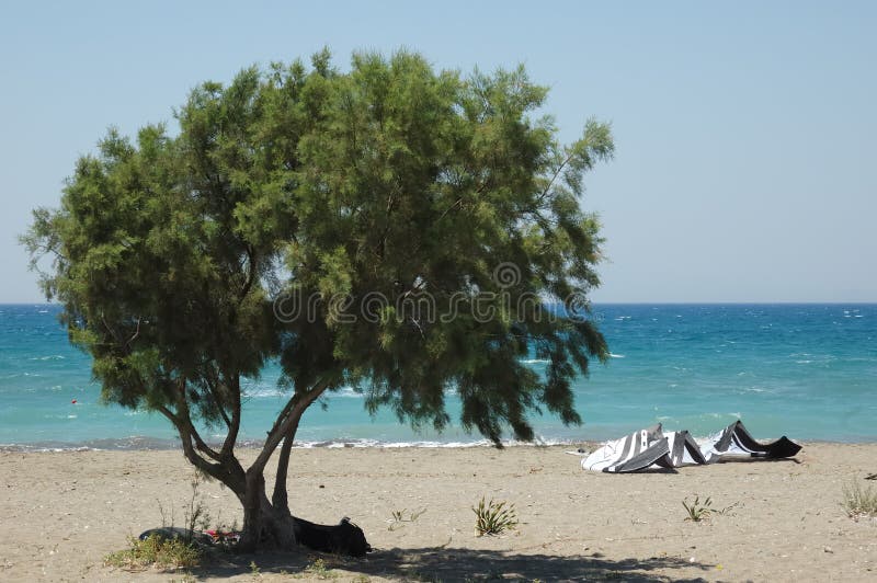 Tree Beach Picture. Image: 3426348