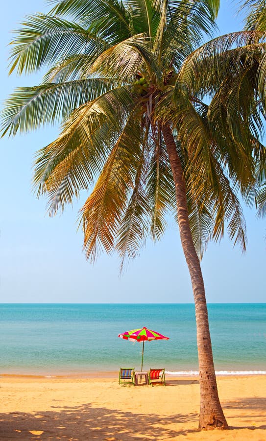 Tree on the beach stock photo. Image of escape, island - 8012784