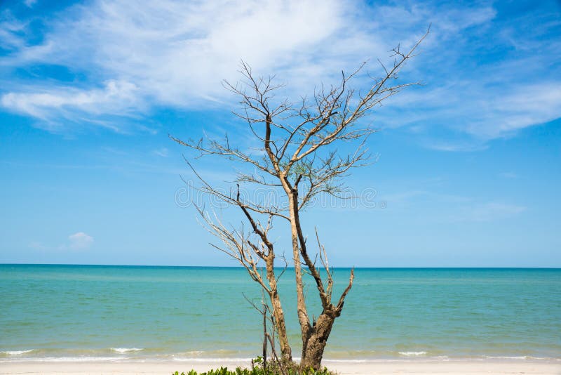 Tree on the beach stock image. Image of coast, outdoor - 91576241