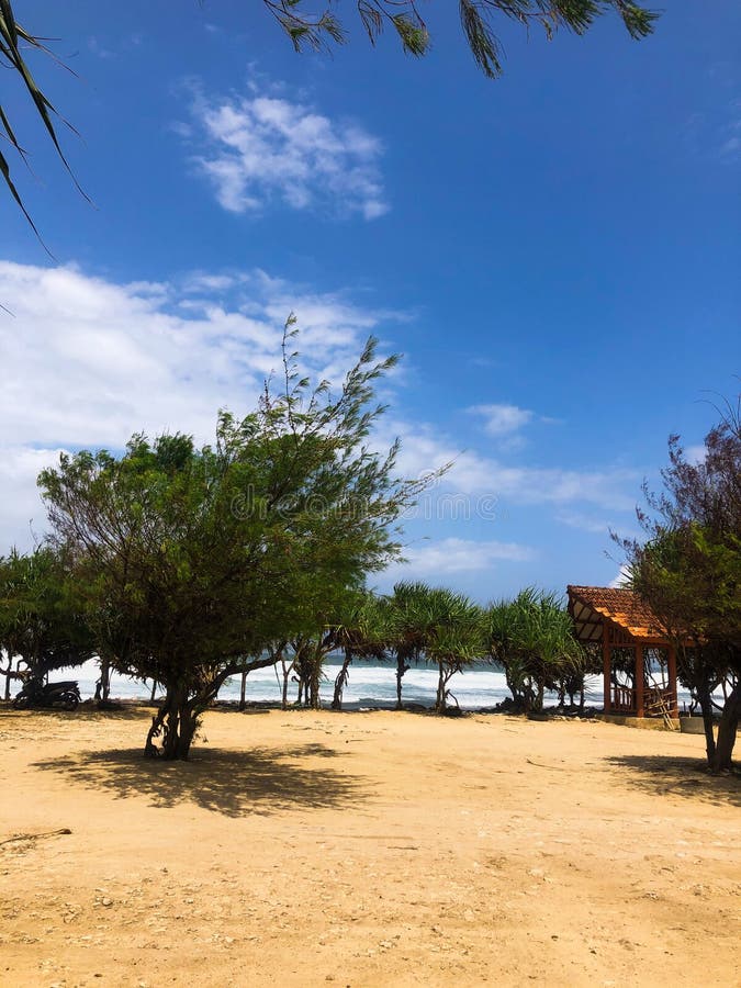 A Tree on the Beach during the Day, There is a Hut beside it, and with ...