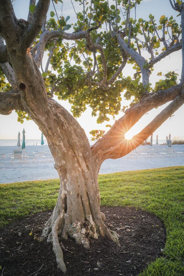 Tree by the Beach in Fort Myers Beach Stock Photo - Image of vacations ...