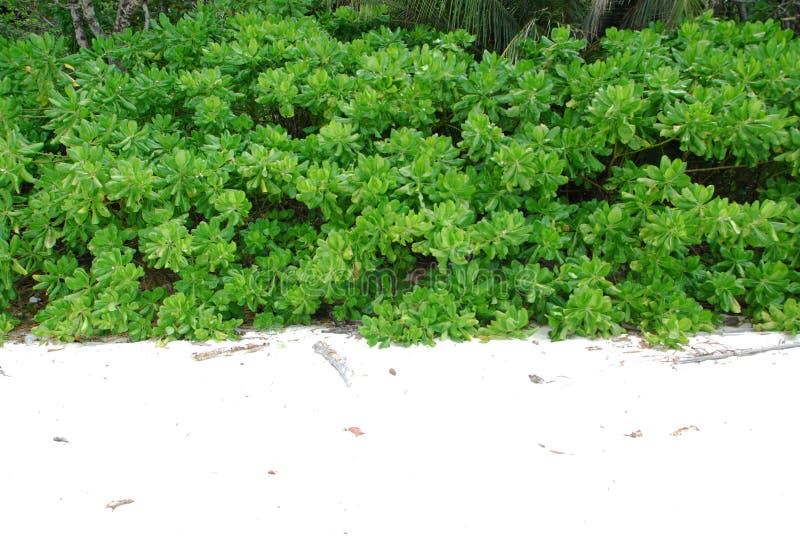 Tree on the beach stock image. Image of beach, blue, paradise - 40166199
