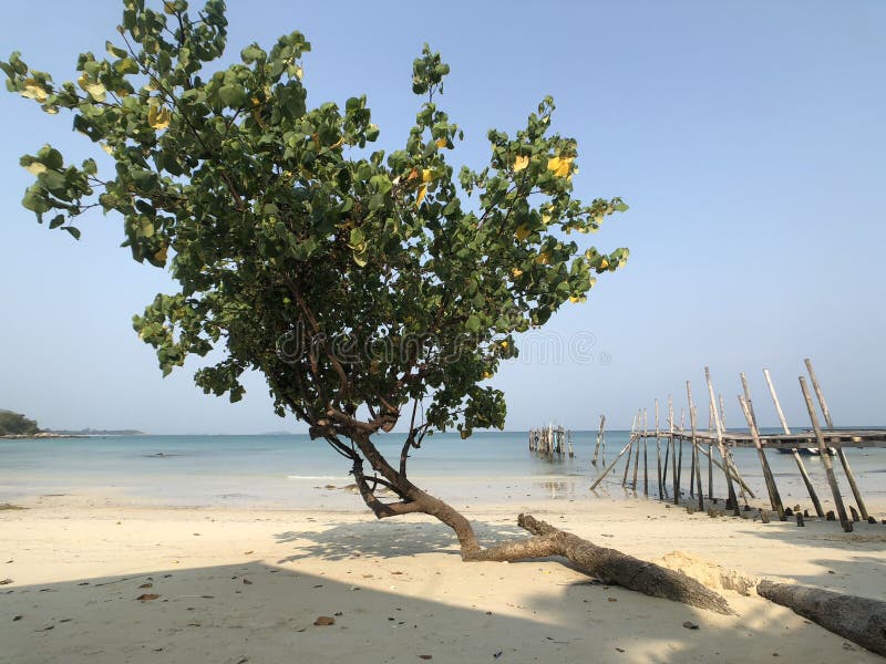 Tree on the Beach on Koh Samet Island Stock Photo - Image of thailand ...
