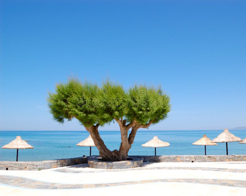 Tree on the Beach at Luxury Hotel Stock Photo - Image of water, holiday ...