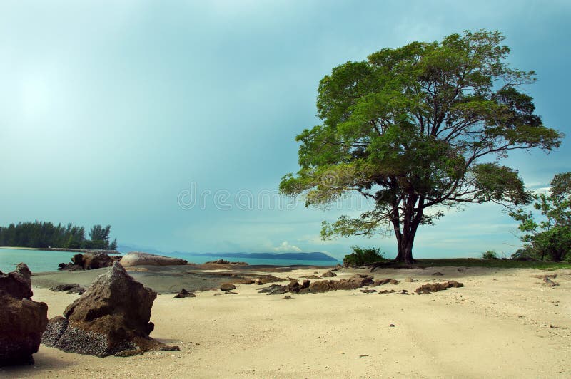 Tree on the beach stock image. Image of ocean, june, rain - 55455109