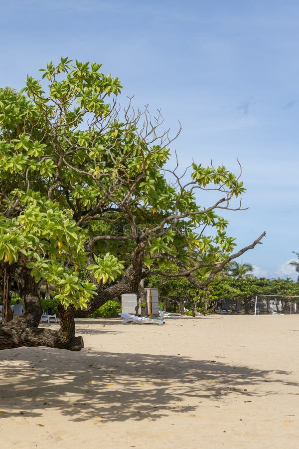 Tree is on the Beach Next To the Ocean. the Tree is Bare and the Beach ...