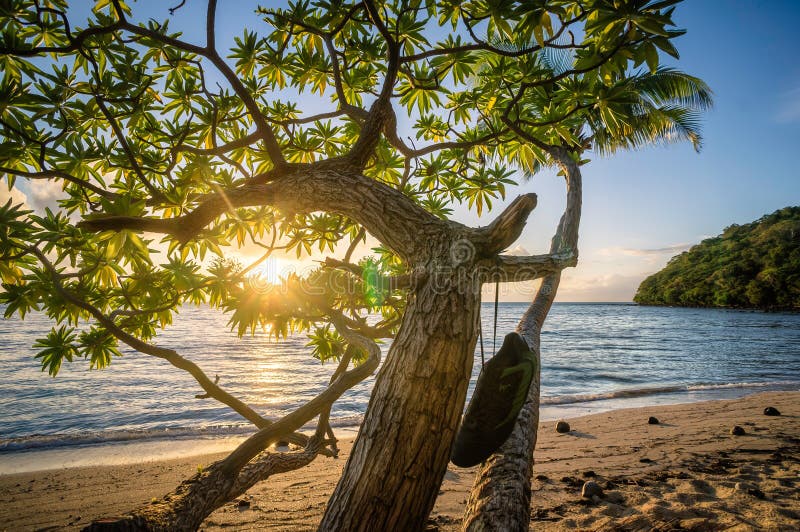 Tree Beach Ocean Sea Coast stock photo. Image of nature - 94536664