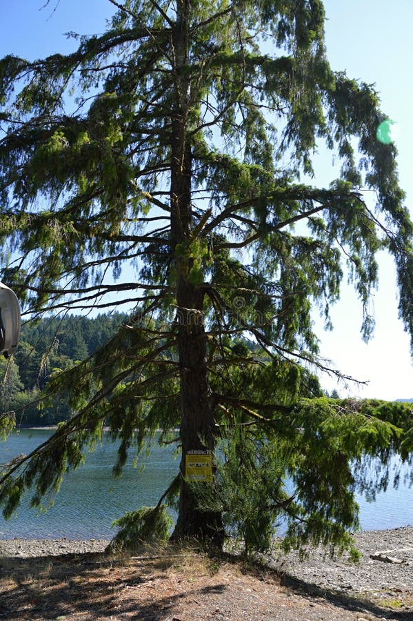 Tree on Beach on Olympic Peninsula at the Puget Sound, Washington Stock ...