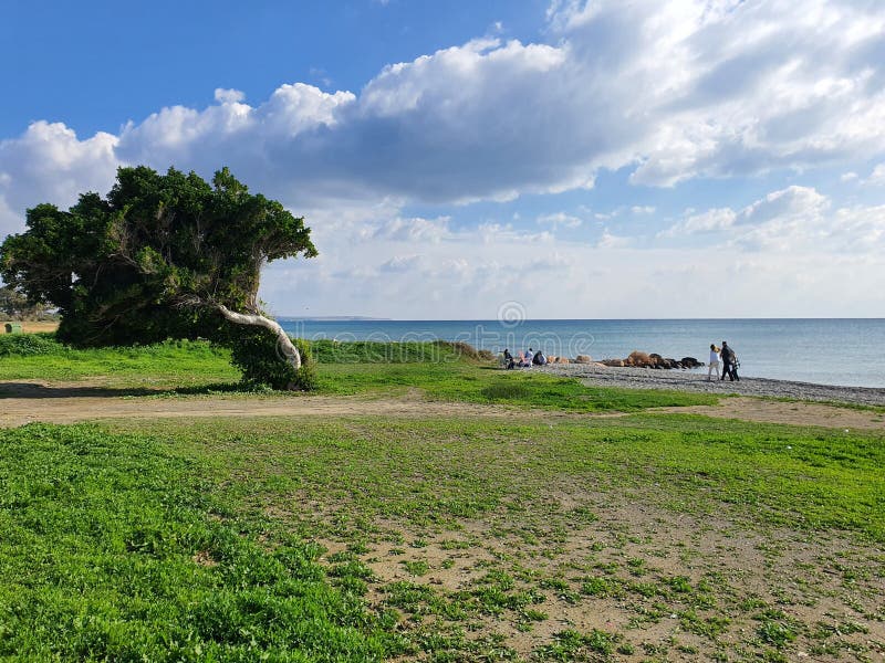 A Tree at the Beach of Pyla Village at Larnaca District in Cyprus Stock ...