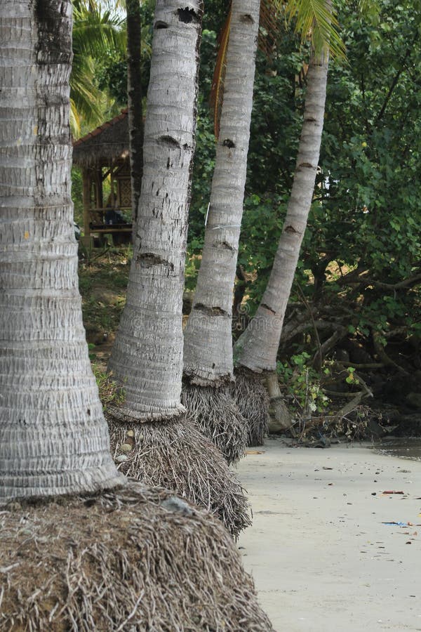 Tree at Beach Scenery Image Stock Image - Image of nature, backdrop ...