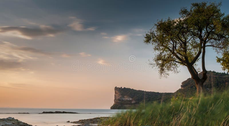 Tree on the Beach by the Sea with a Rocky Cliff and the Beautiful Sky ...
