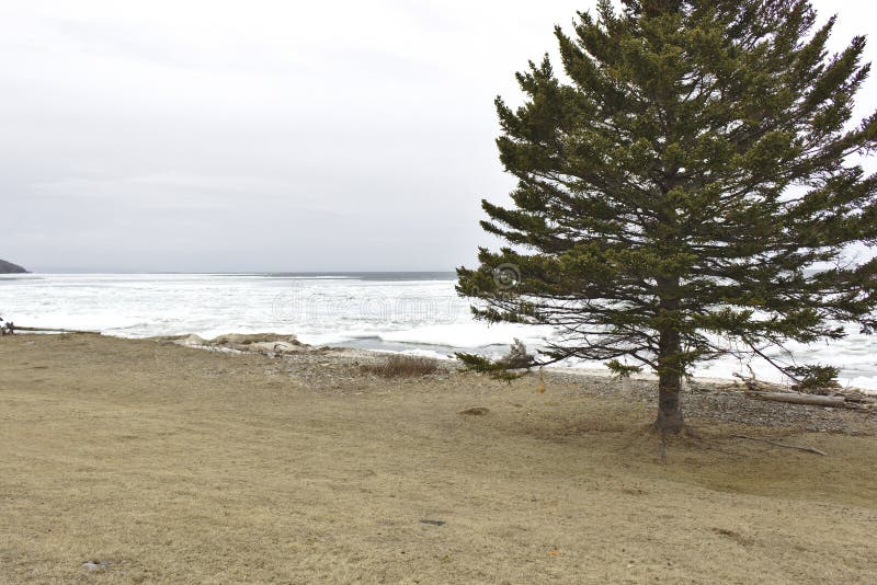 Tree on beach stock photo. Image of system, rural, road - 143860942
