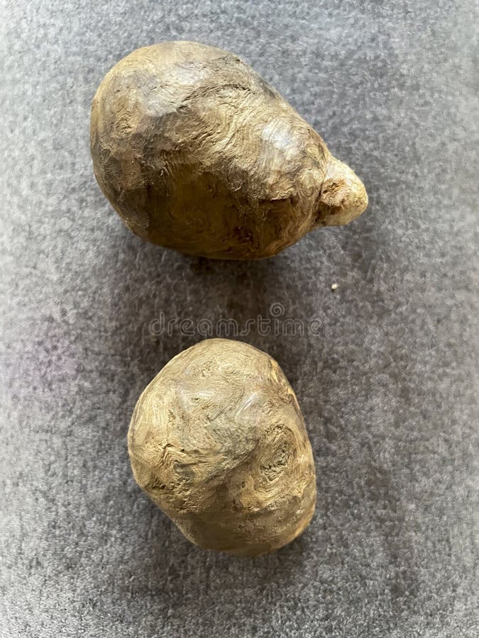 Tree Bead, Druid Egg of an Old Oak with Beautiful Grain Stock Photo ...