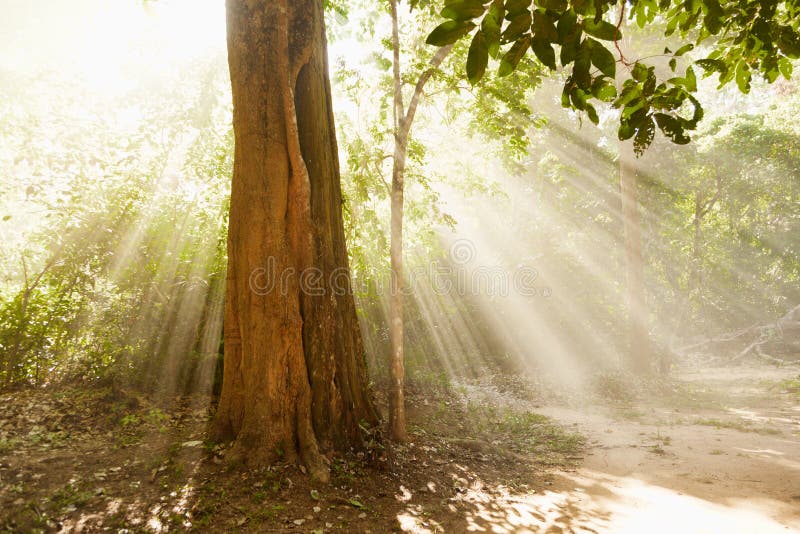 Tree with beam of light stock image. Image of beam, tree - 57255555