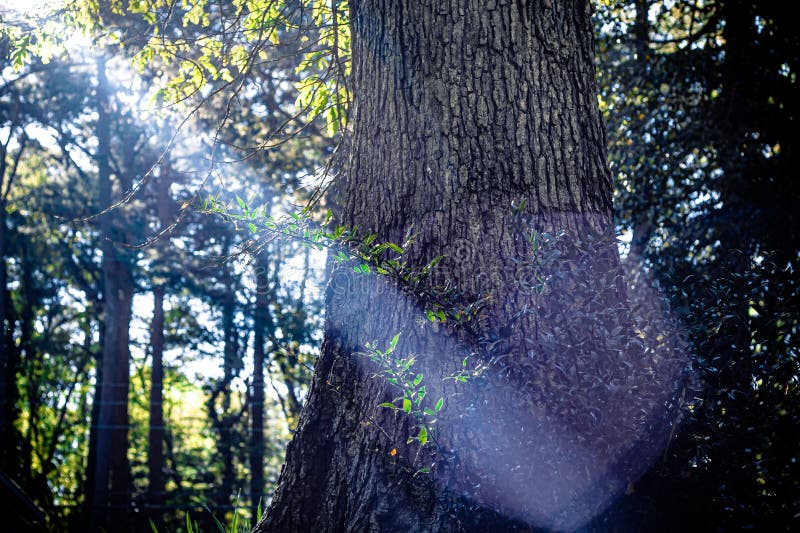 Tree Beam of Light into Leaves of Green Stock Photo - Image of branch ...
