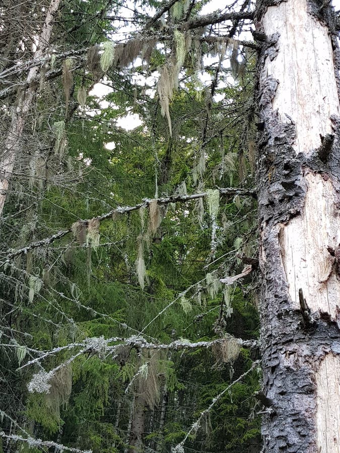 Tree beard stock photo. Image of tree, forest, green - 99161320