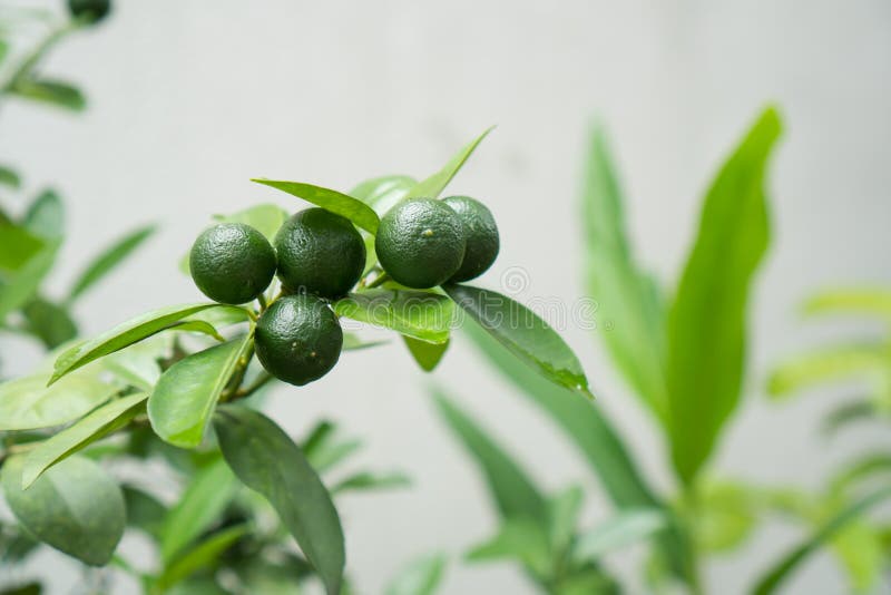 Calamansi Fruit stock image. Image of ornamental, citrus - 94425661