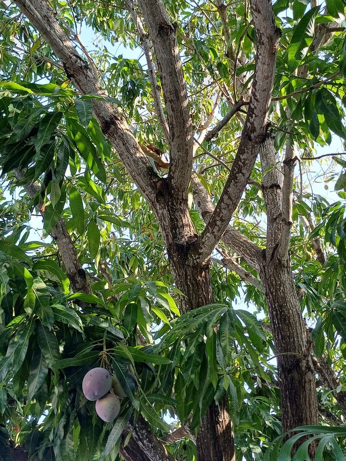 Tree that Produces Fruit Called Mango Stock Image - Image of vegetation ...