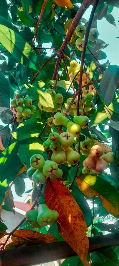 The Tree Bears Very Dense Guava Fruit Stock Image - Image of fruit ...