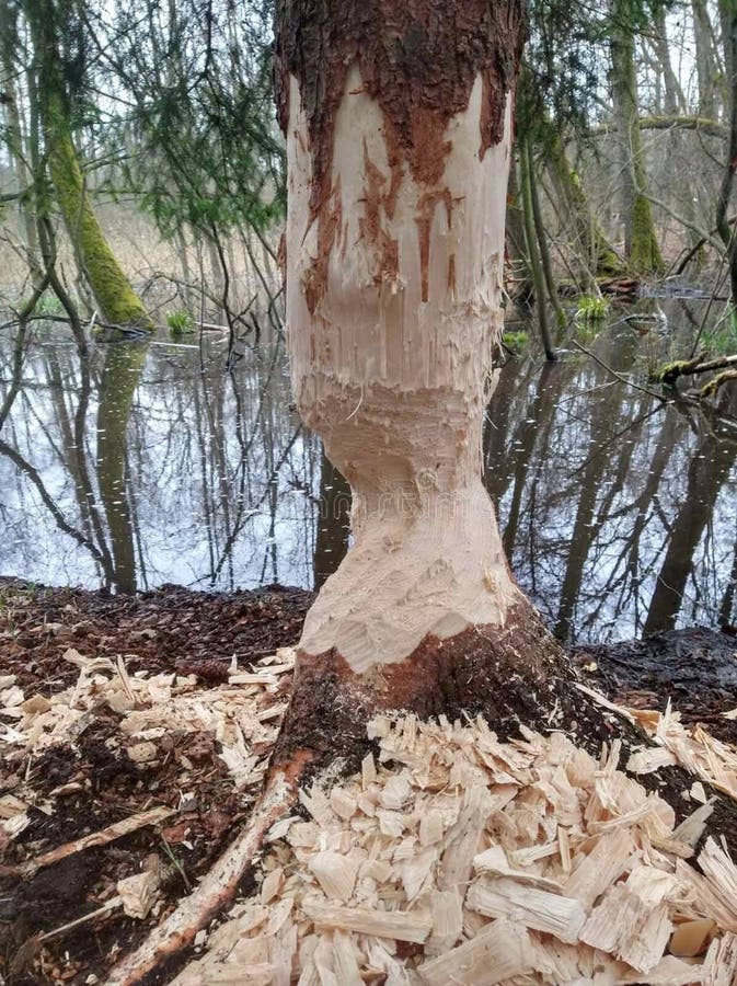 Tree beaten by a beaver stock image. Image of leaf, deciduous - 330007035