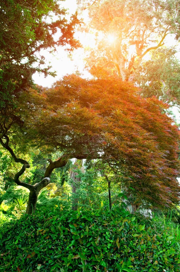 Tree with beautiful branch stock image. Image of bright - 41742587