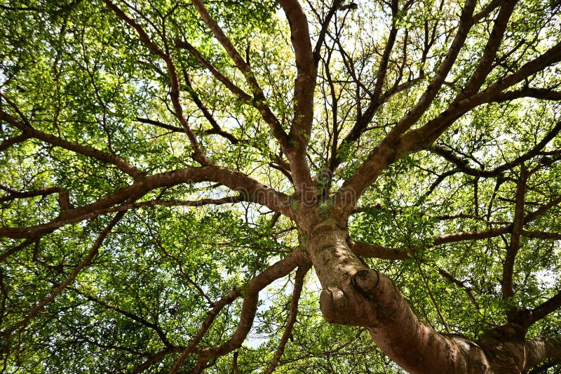 Tree with Beautiful Branches and Green Foliage, View Bottom Up Stock ...