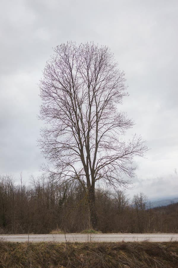 A Tree with a Beautiful Crown without Leaves Stock Photo - Image of ...