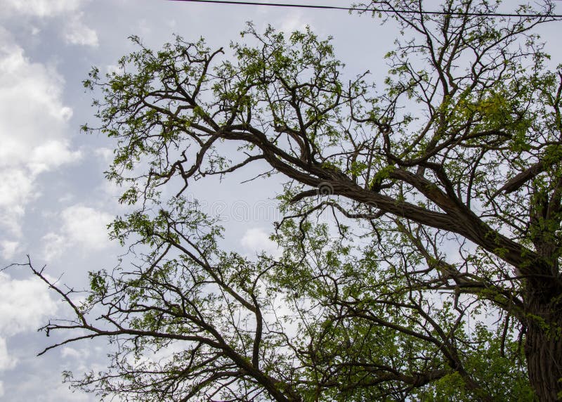 Tree with Beautiful Curved Branches Against Cloudy Blue Sky, Nature ...