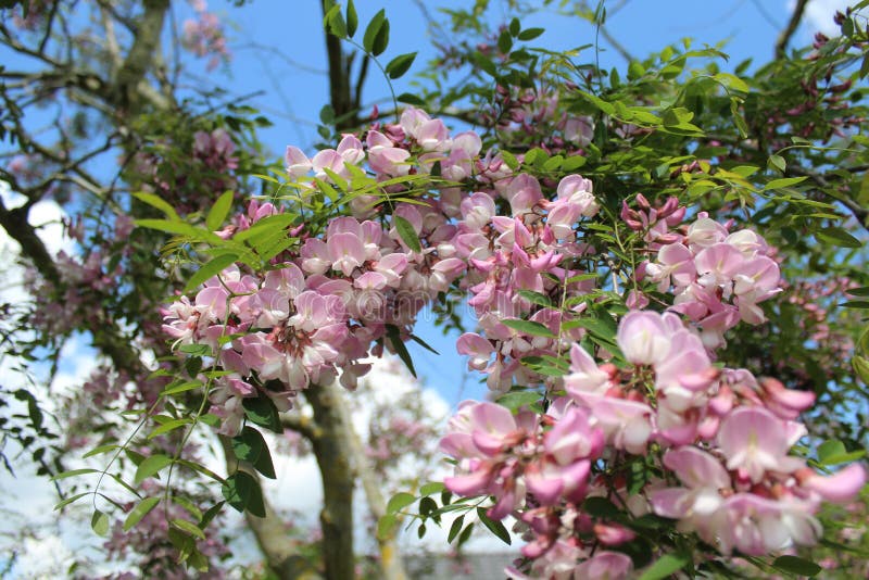 Pink Robinia flowers stock image. Image of acacia, botanical - 14713707
