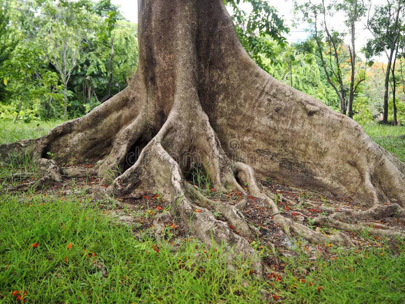 Tree with Beautiful Trunk and Roots Stock Image - Image of isolated ...