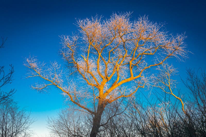 A Tree is Beautifully Illuminated by the Setting Sun on a Winter ...
