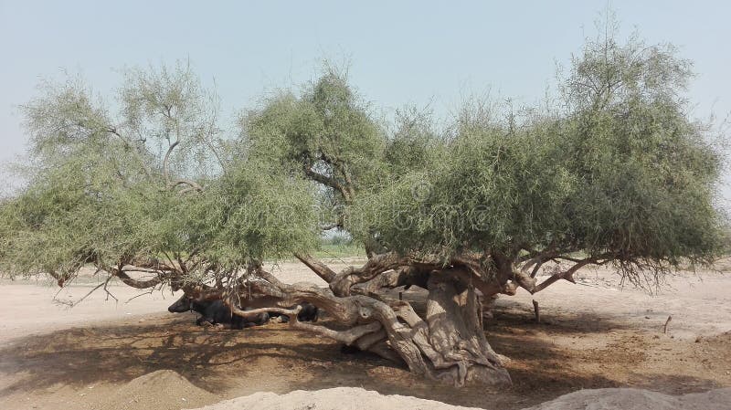 Tree stock photo. Image of natural, beauty, tree, clouds - 135502572