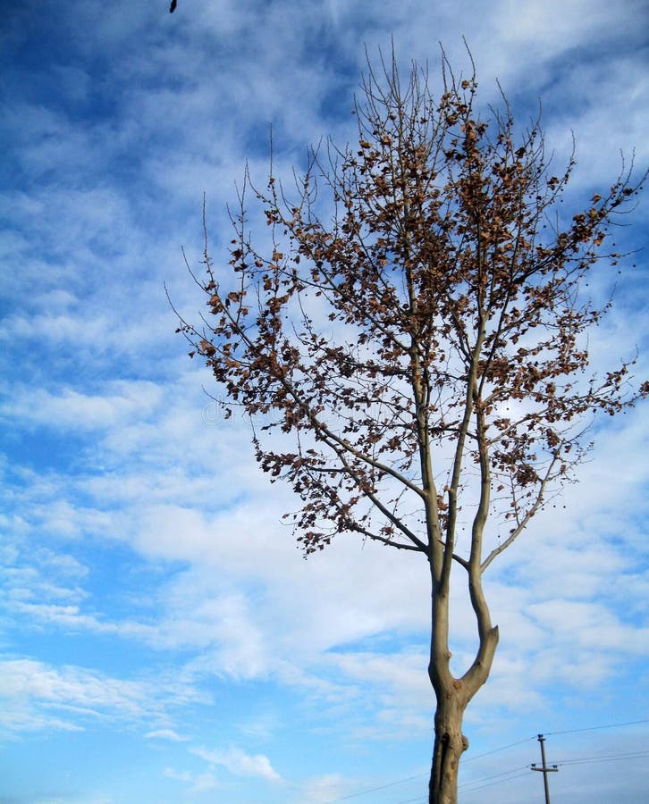 Tree stock image. Image of clouds, beauty, tree, view - 116683863
