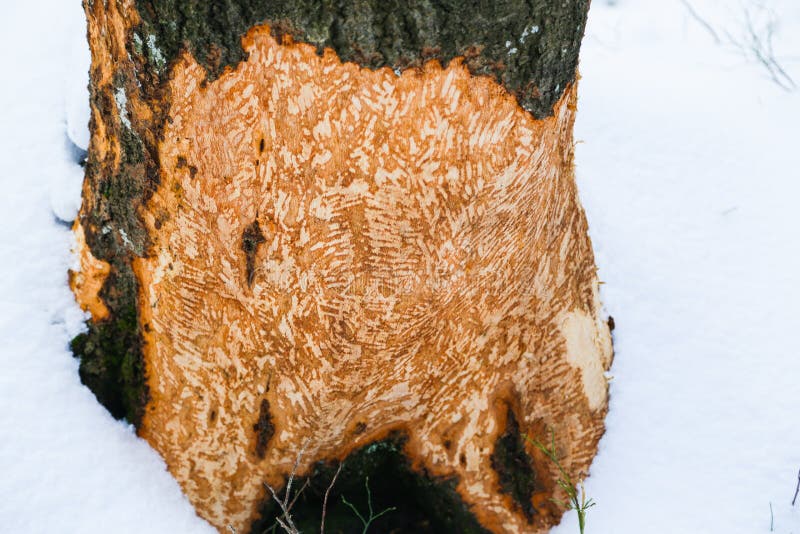 Tree is Protected from Beaver Bites by Bars Stock Photo - Image of ...