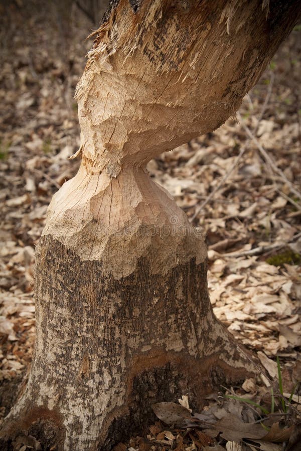 Tree from a Beaver Chewing it Stock Image - Image of plant, fallen ...