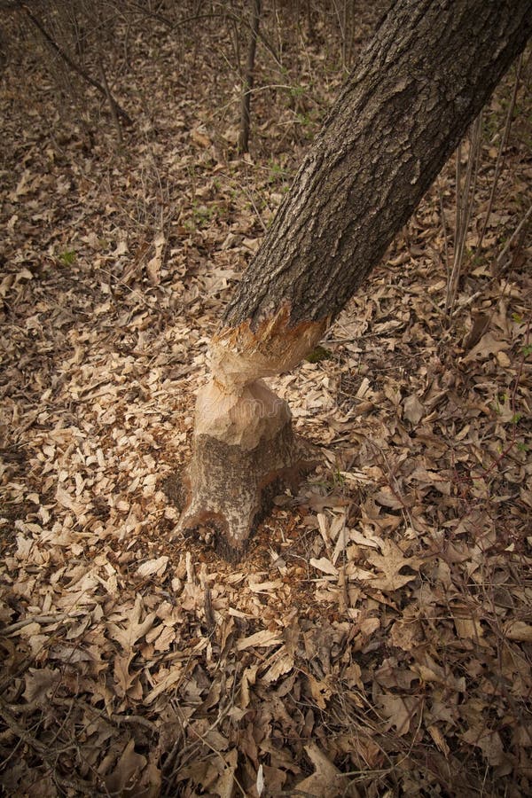 Tree from a Beaver Chewing it Stock Image - Image of water, fallen ...