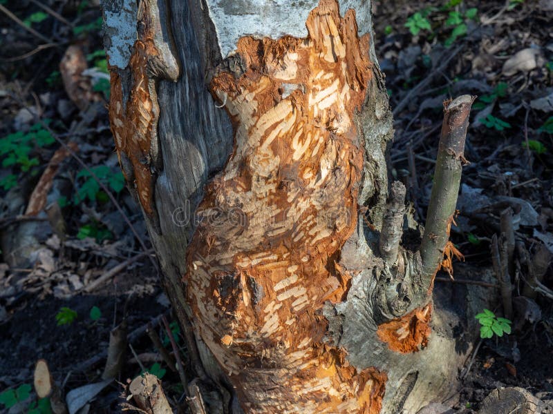Tree with Beaver Teeth Marks Stock Photo - Image of bark, castor: 375453634