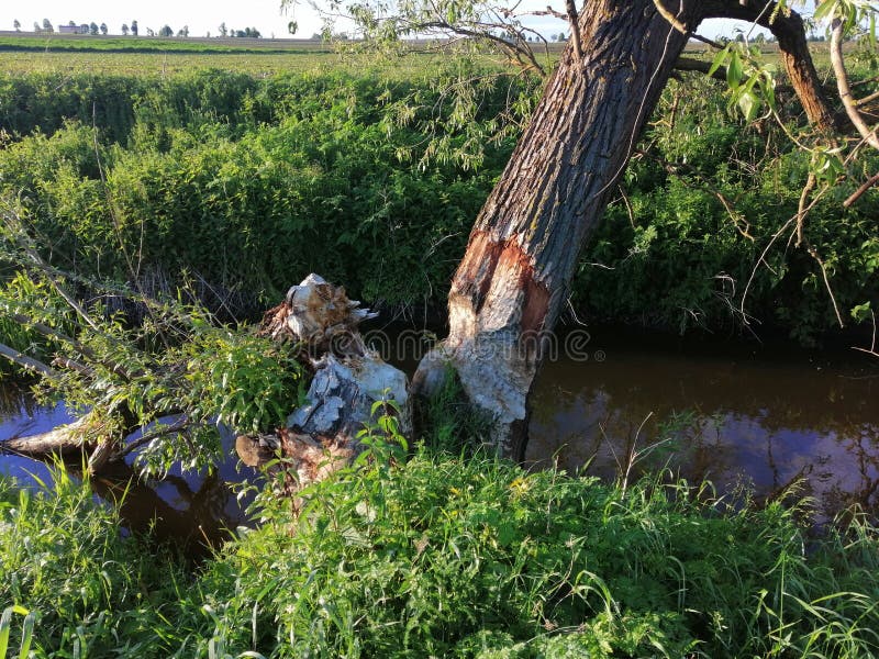 Tree, beaver, wildlife stock image. Image of pond, river - 185461849
