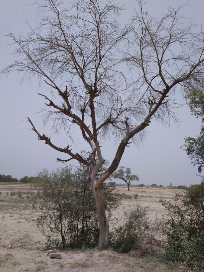 A dead tree stock image. Image of tree, reason, dead - 122682045