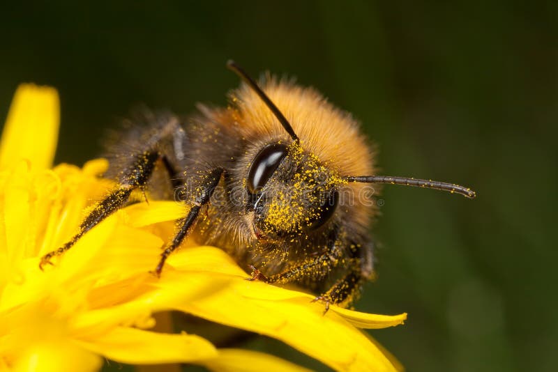 Tree Bee - Bombus hypnorum stock image. Image of close - 19566735