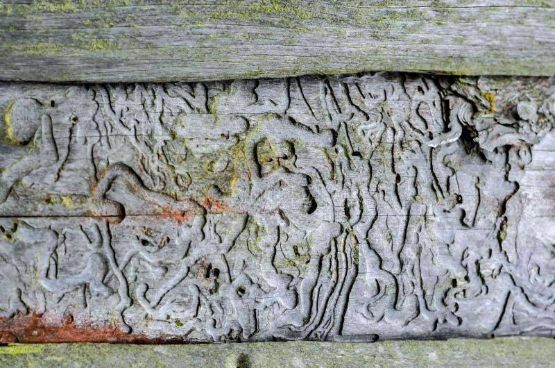 Tree after Beetle Bark Beetle Stock Image - Image of material, beetle ...