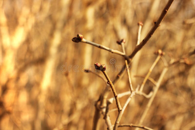 Nature - New Beginnings stock photo. Image of green, nurture - 106382