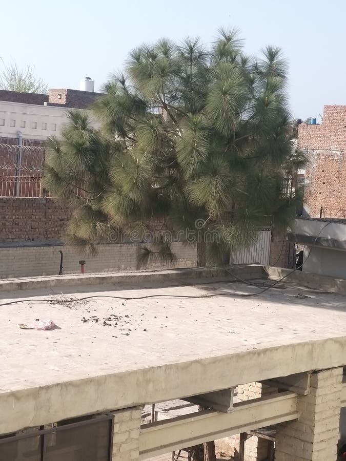 Tree behind the house stock photo. Image of waterway - 212204256