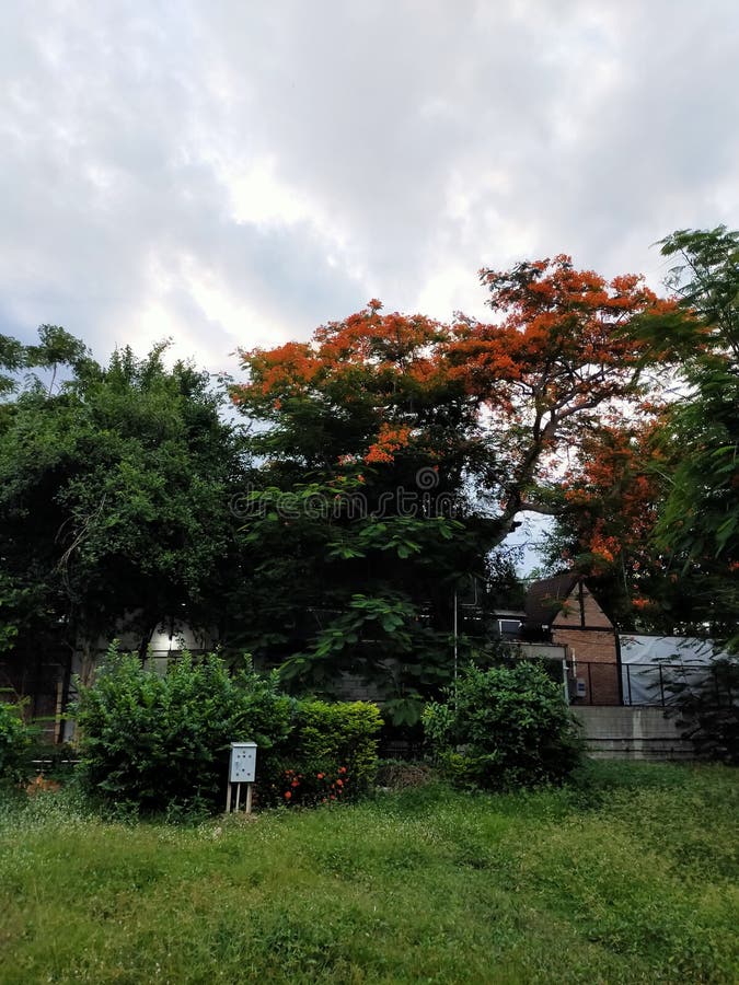 Tree behind the house stock photo. Image of home, leaf - 220657730